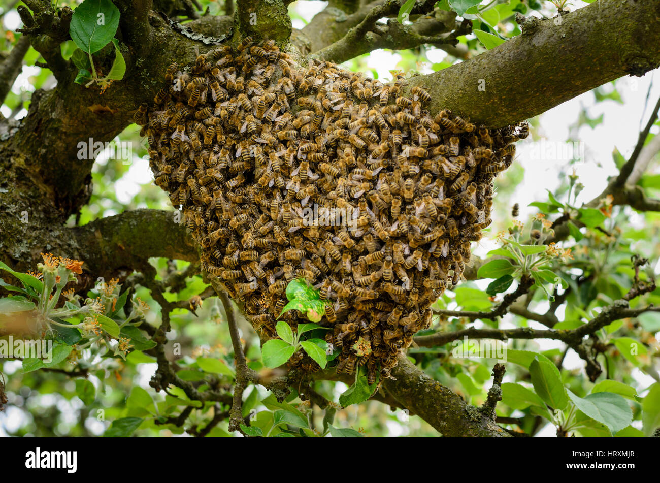 Beehive in tree hi-res stock photography and images - Alamy