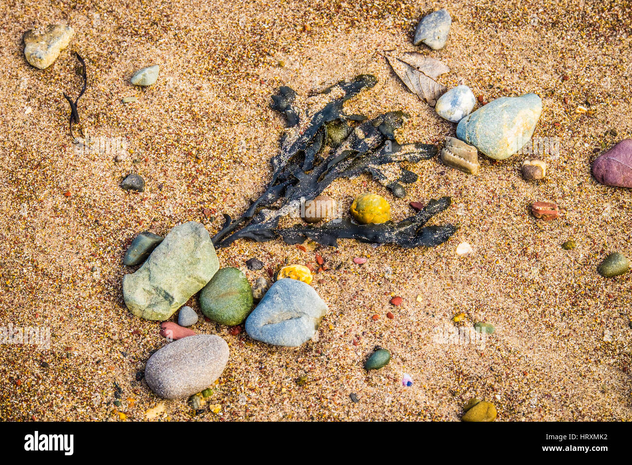 Seaweed attached to rock Stock Photo - Alamy
