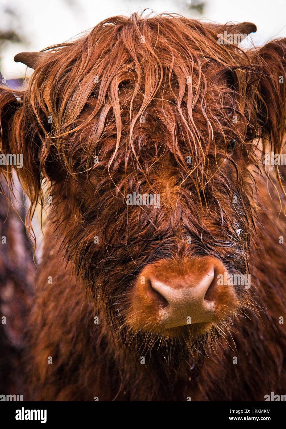 A Highland Cow headshot Stock Photo - Alamy