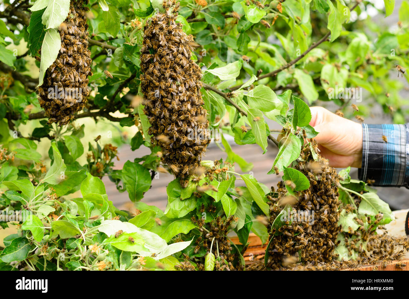 Bee keeper with a swarm of bees Stock Photo - Alamy