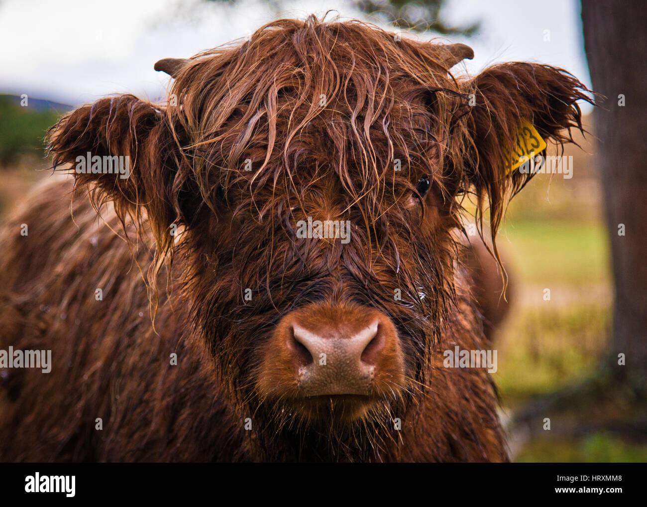 A Highland Cow headshot Stock Photo - Alamy