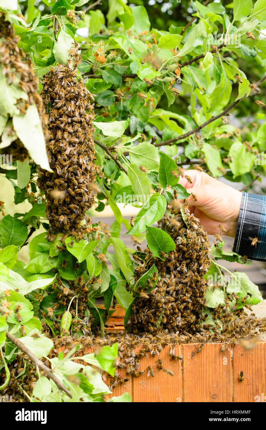 Bee hive honey swarm tree hi-res stock photography and images - Alamy