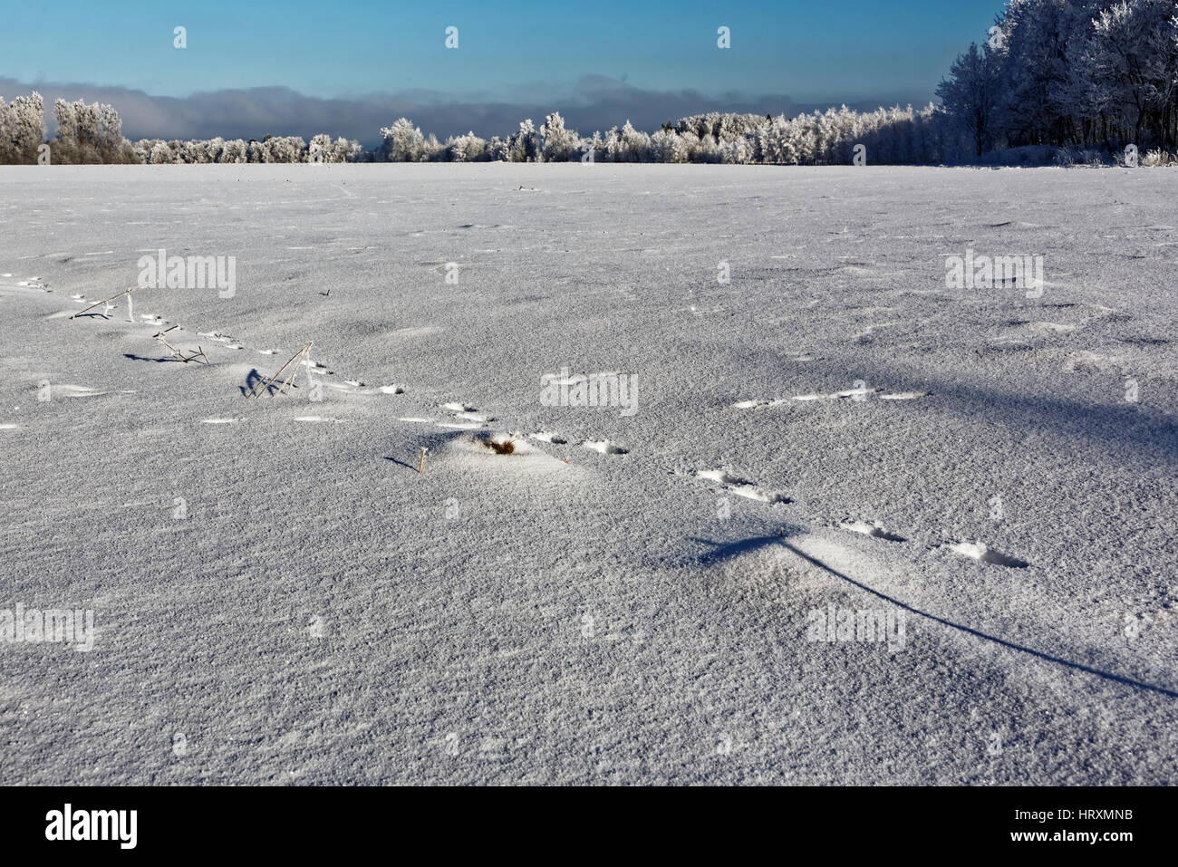 Winter landscape with forest and footsteps Stock Photo - Alamy