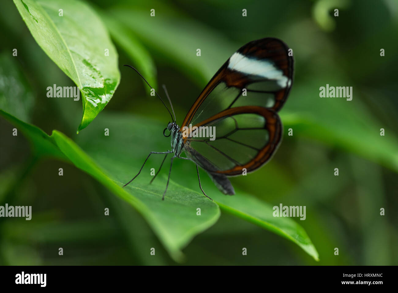 Bugs insects butterflies hi-res stock photography and images - Alamy
