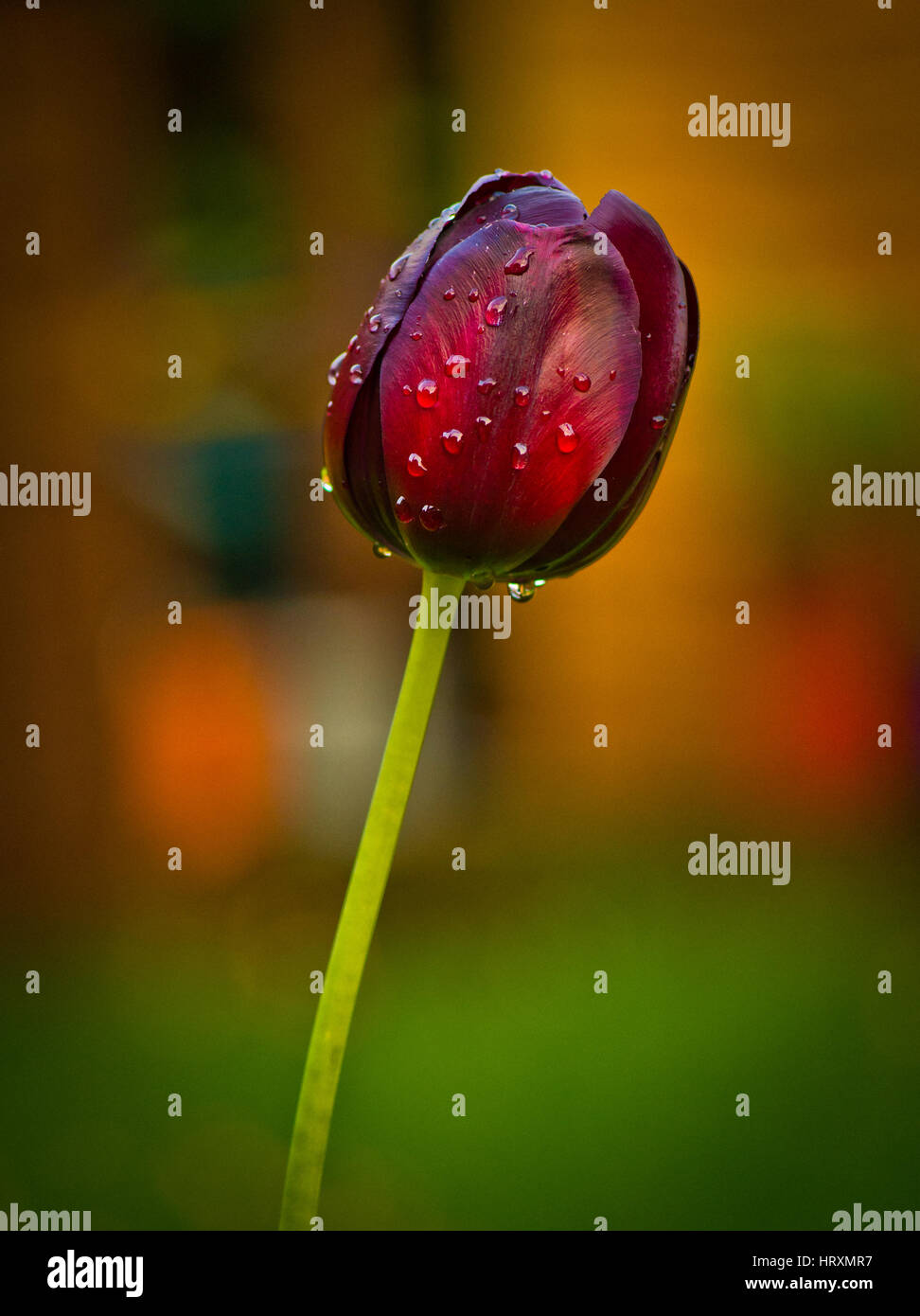 A single red Tulip Stock Photo - Alamy
