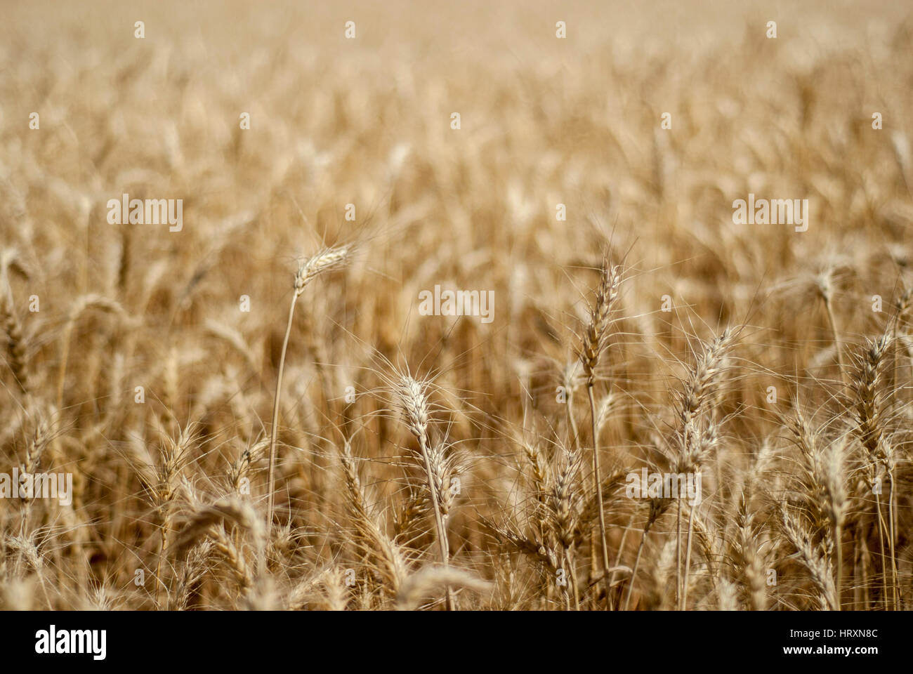 A field of golden barley wheat in eastern Washington Stock Photo - Alamy