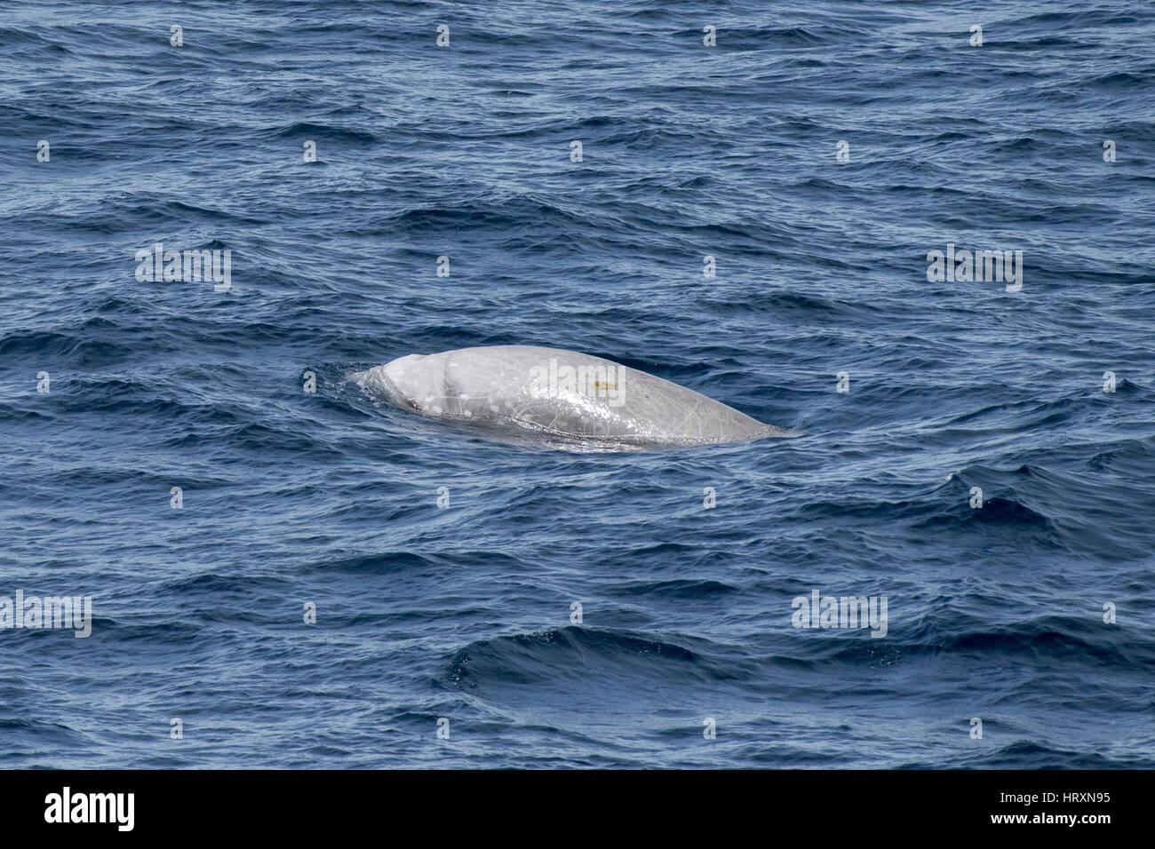 Male Cuvier's beaked whale or goose-beaked whale, Ziphius cavirostris ...