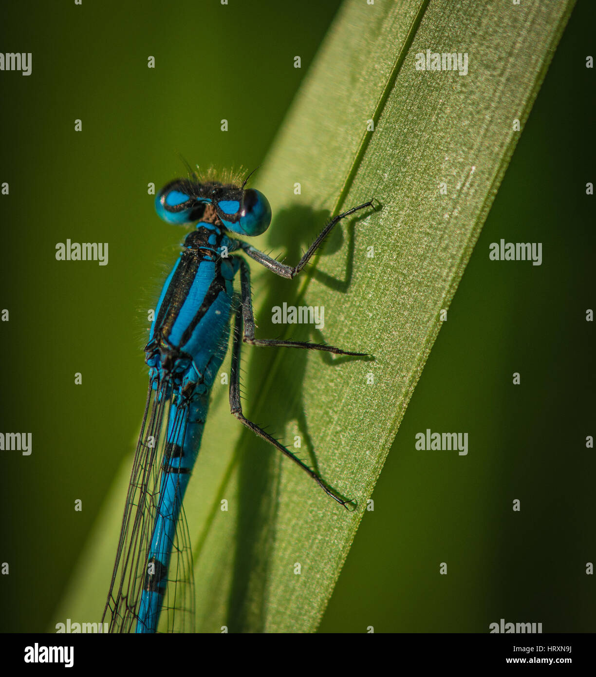 Beasts small hi-res stock photography and images - Alamy