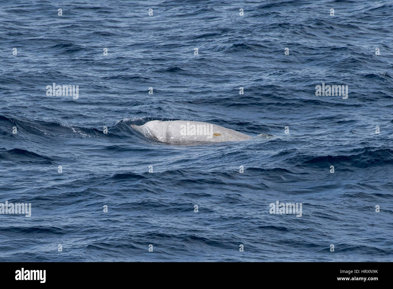 Male Cuvier's beaked whale or goose-beaked whale, Ziphius cavirostris ...