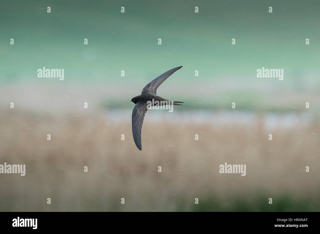 Swift, Apus apus, chasing insect prey near wetlands, at RSPB reserve ...