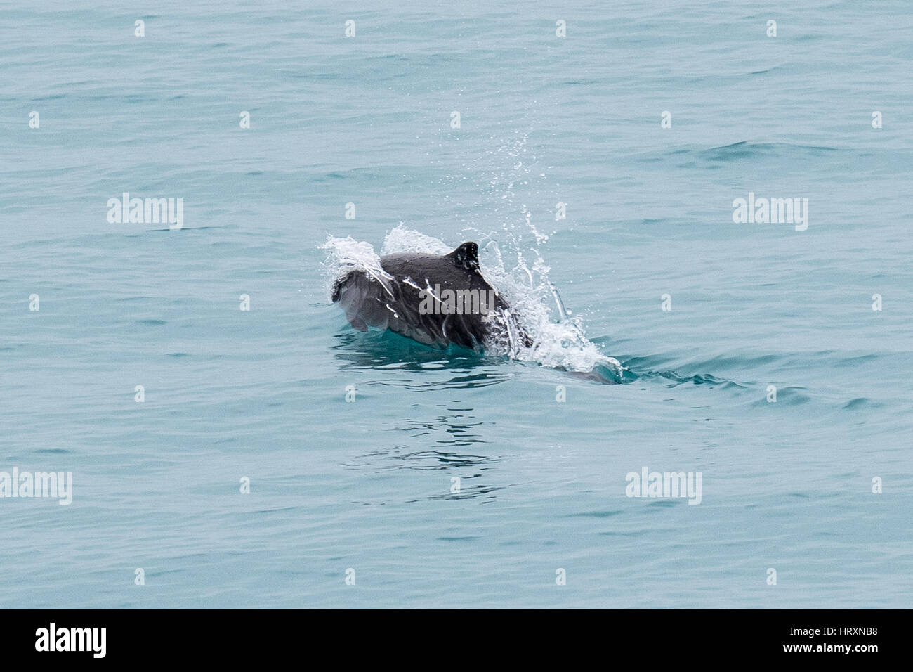 Harbour or Harbor porpoise, Phocoena phocoena, surfacing near the Faroe ...