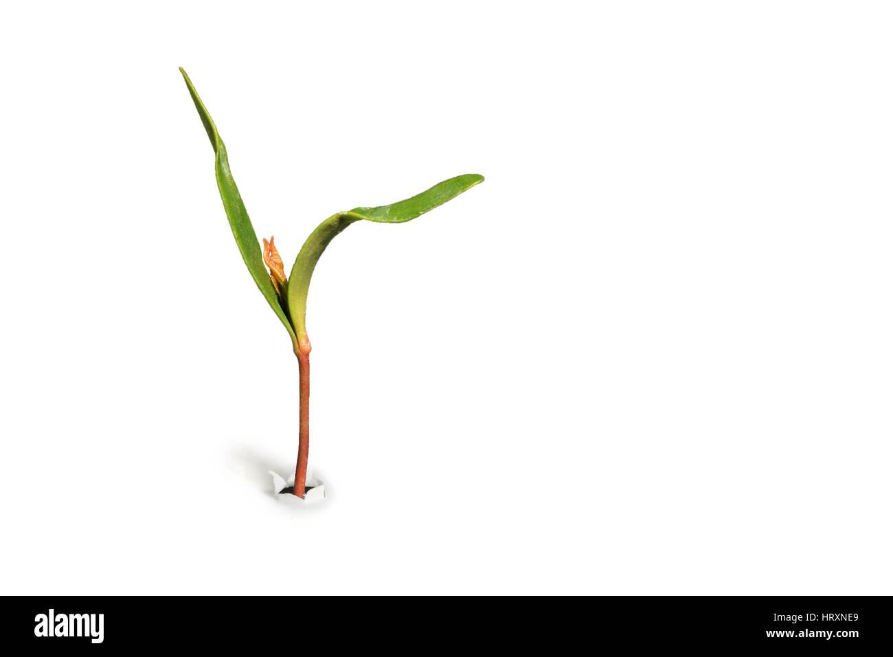 Spring break live Cut Out Stock Images & Pictures - Alamy