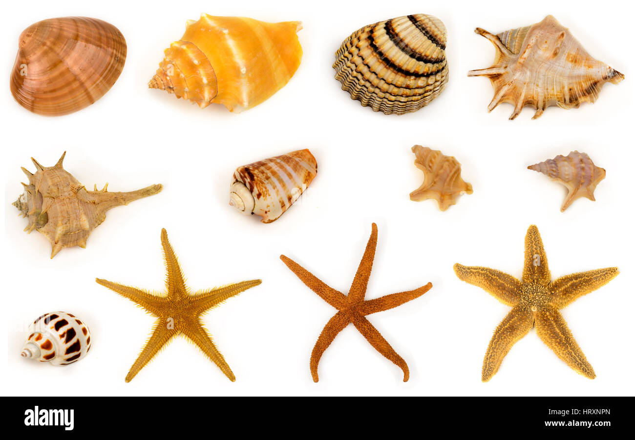 Seashell and starfish collection on white background Stock Photo - Alamy