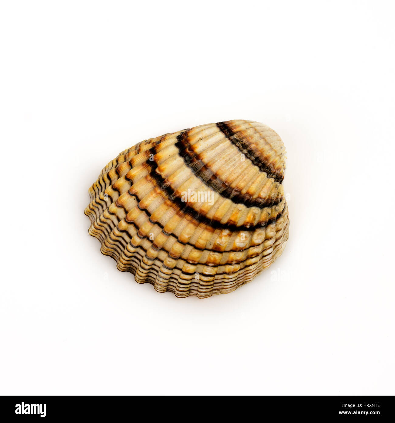 Sea shell on white background Stock Photo - Alamy