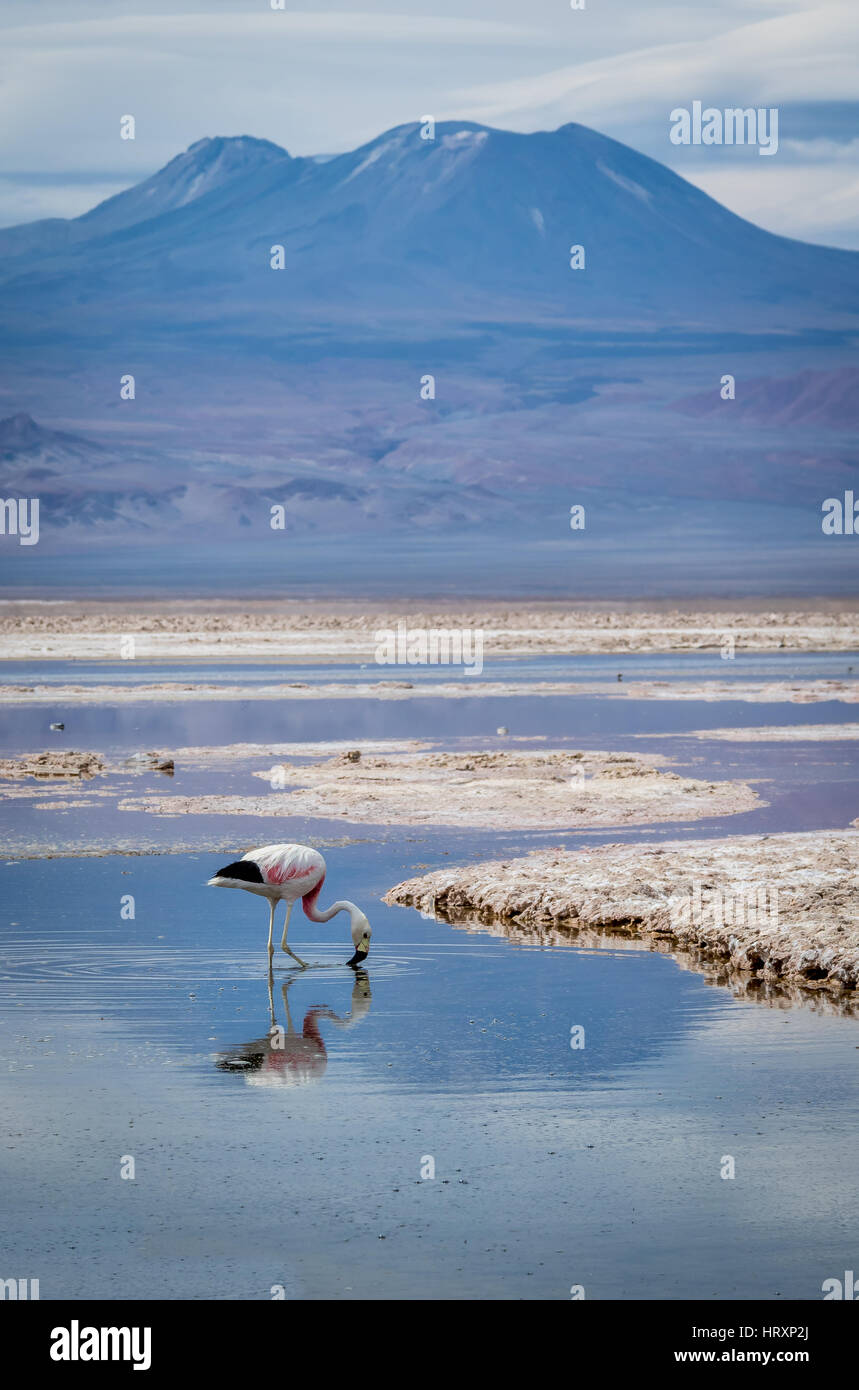 Atacama desert hi-res stock photography and images - Alamy