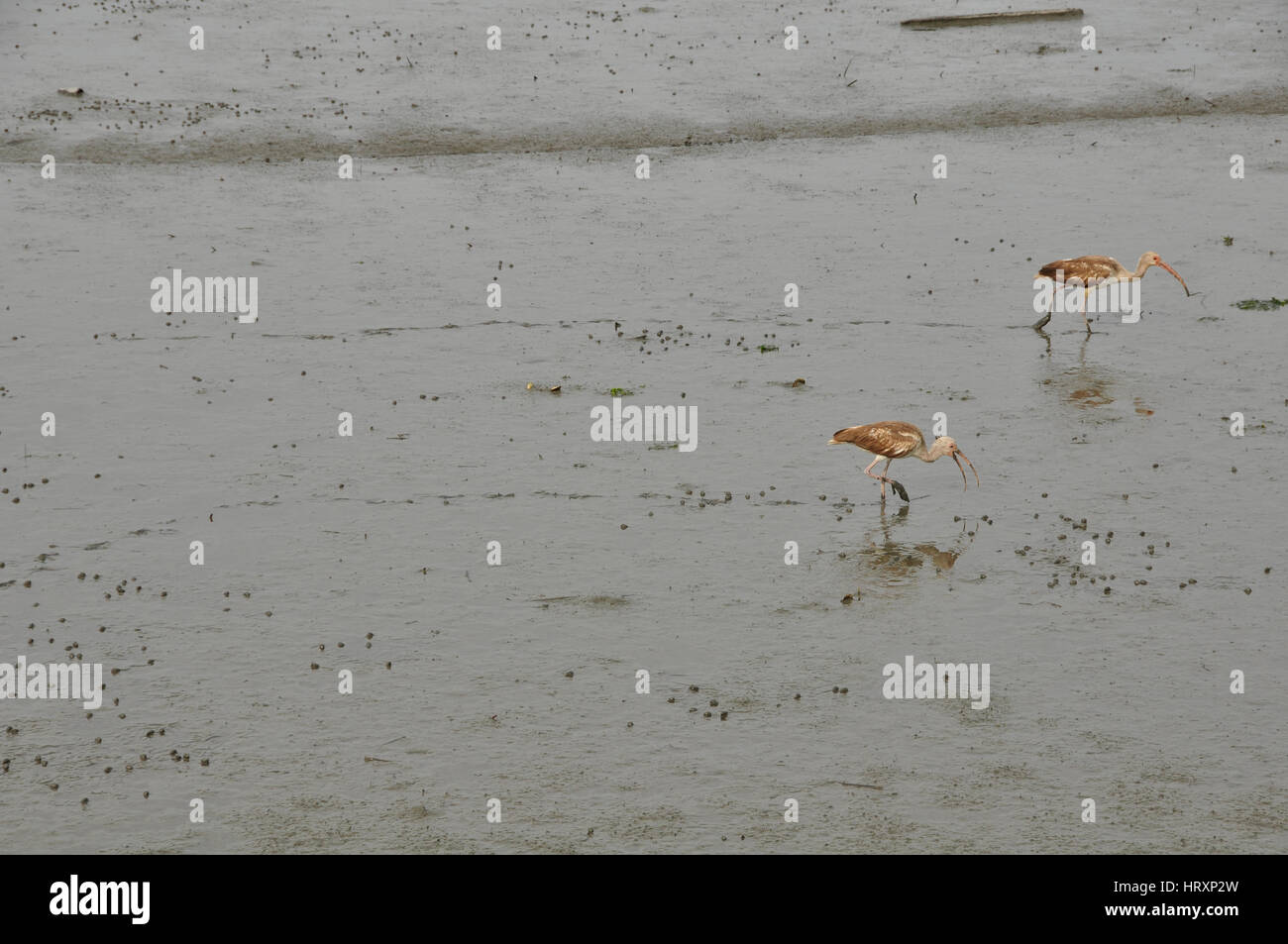 Tidal Mud Flat High Resolution Stock Photography and Images - Alamy