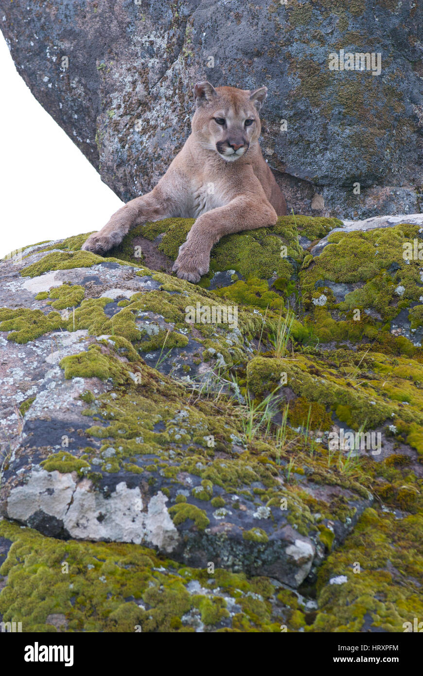 Cougar puma mountain lion puma concolor felis concolor on rocks hi-res ...