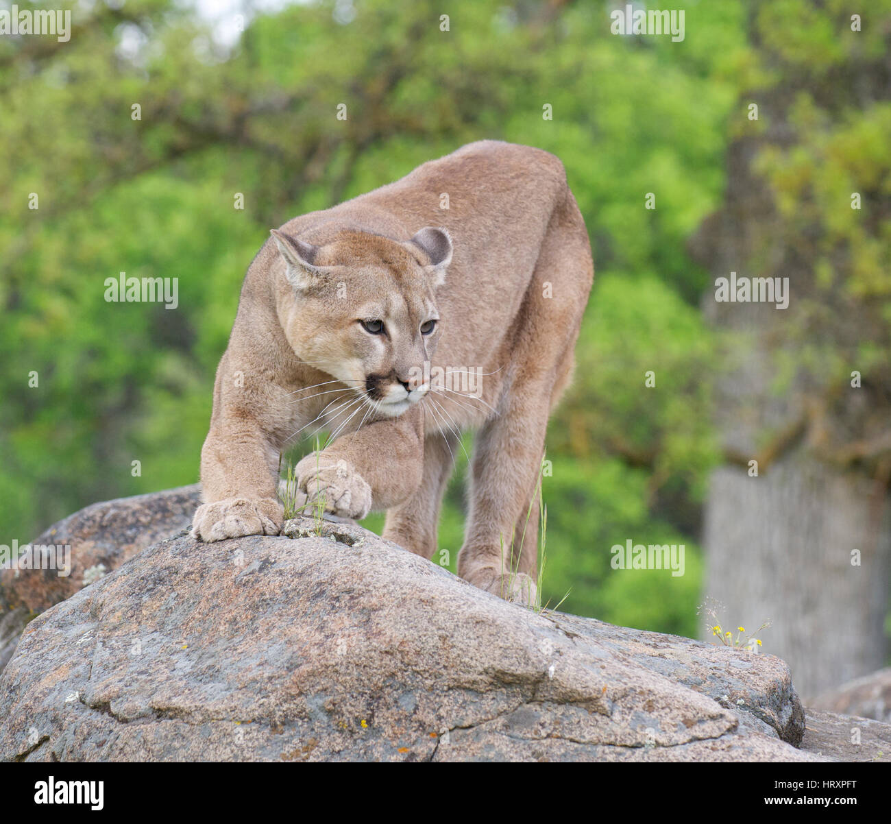 Mountain Lion on rocks during spring time Stock Photo - Alamy