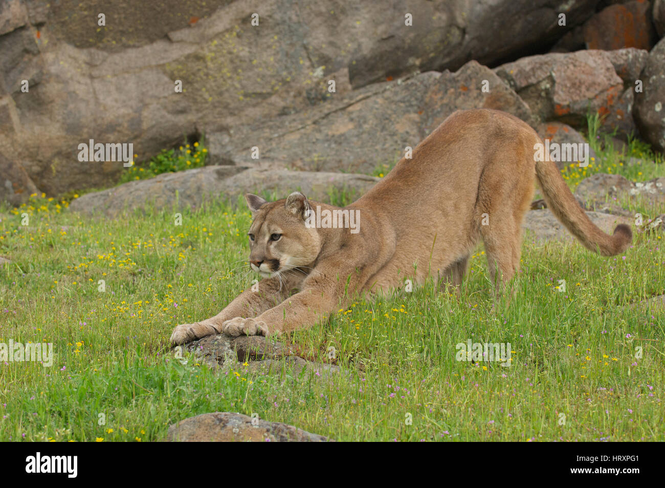 Mountain Lion on green grass with rocks in background during spring ...