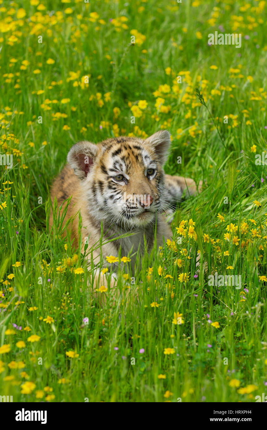 Tiger cub in deep grass and yellow flowers Stock Photo - Alamy