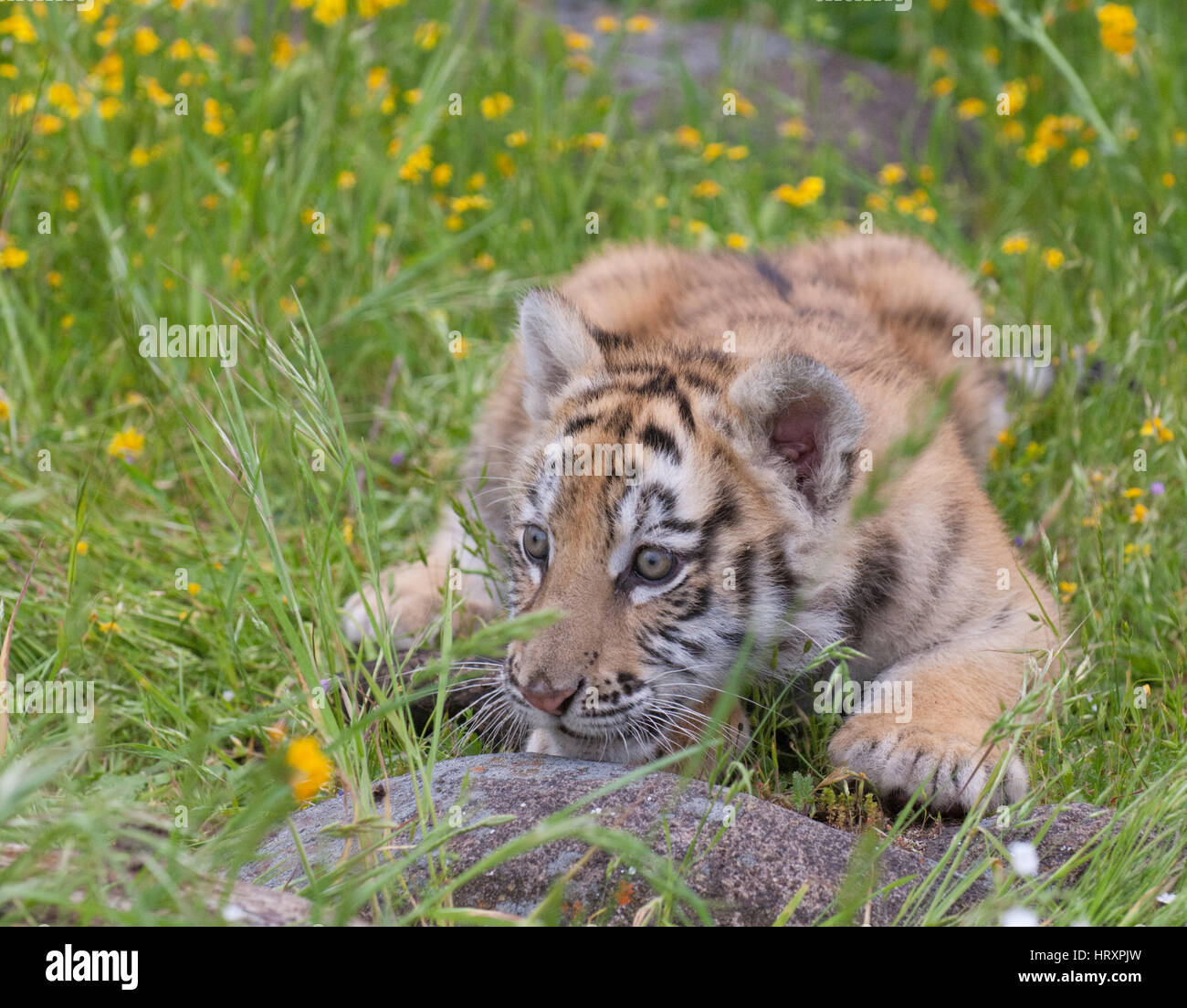 Tiger cub playing in yellow flowers ready to jump or attack Stock Photo ...