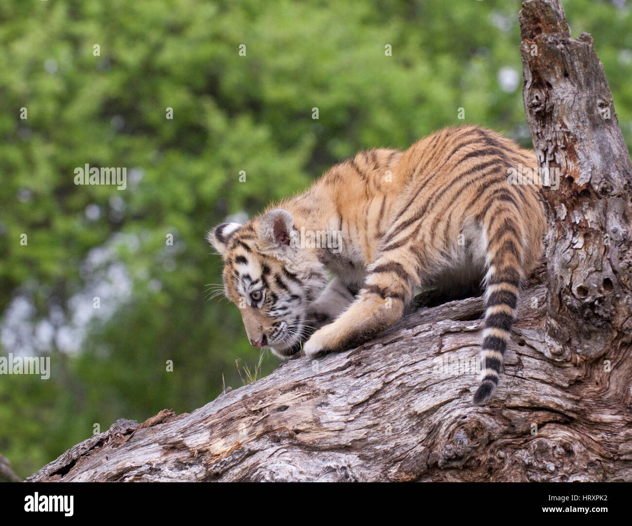 Tiger cub playing on rocks with trees in background Stock Photo - Alamy