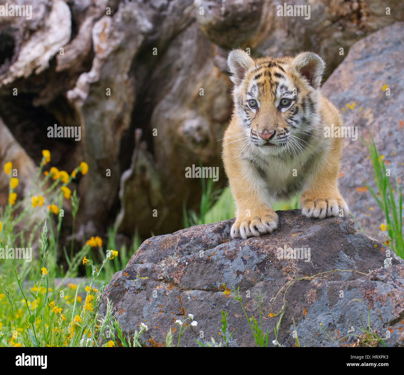 Tiger cub gray rocks with yellow flowers Stock Photo - Alamy