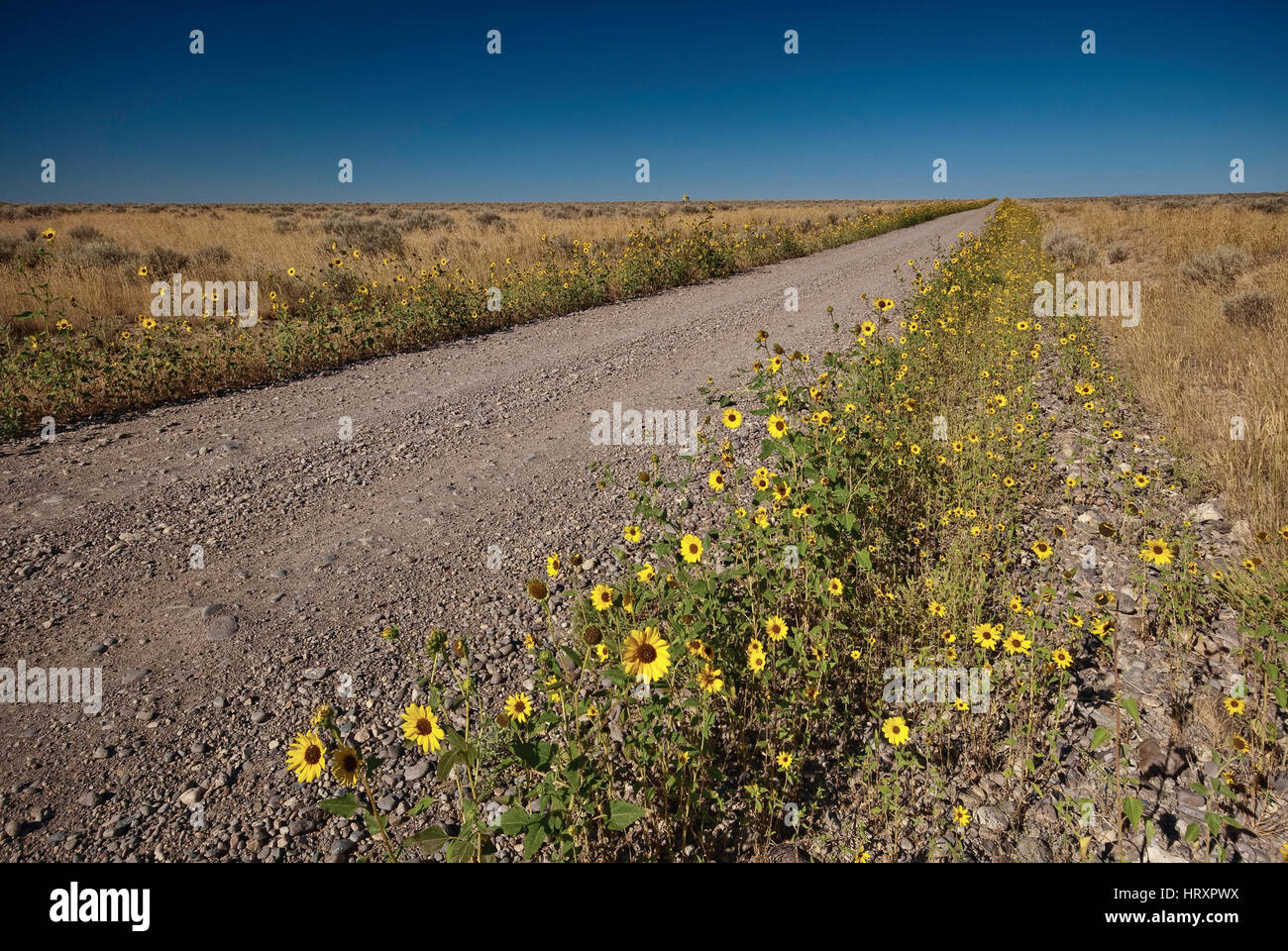 High desert wildflowers hi-res stock photography and images - Alamy