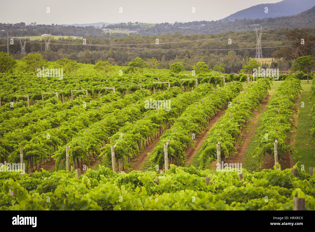 Australian hunter valley hi-res stock photography and images - Alamy