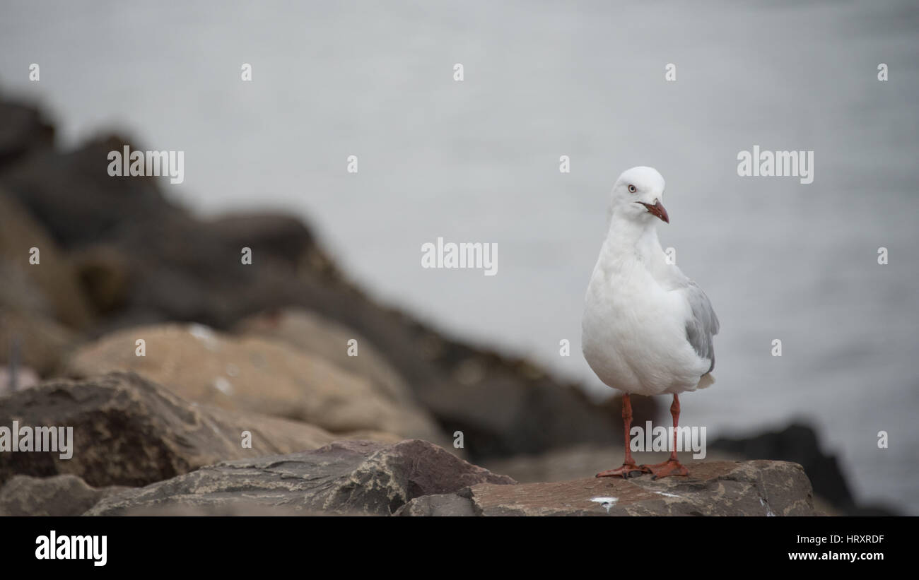 Lone seagull on the coast Stock Photo - Alamy