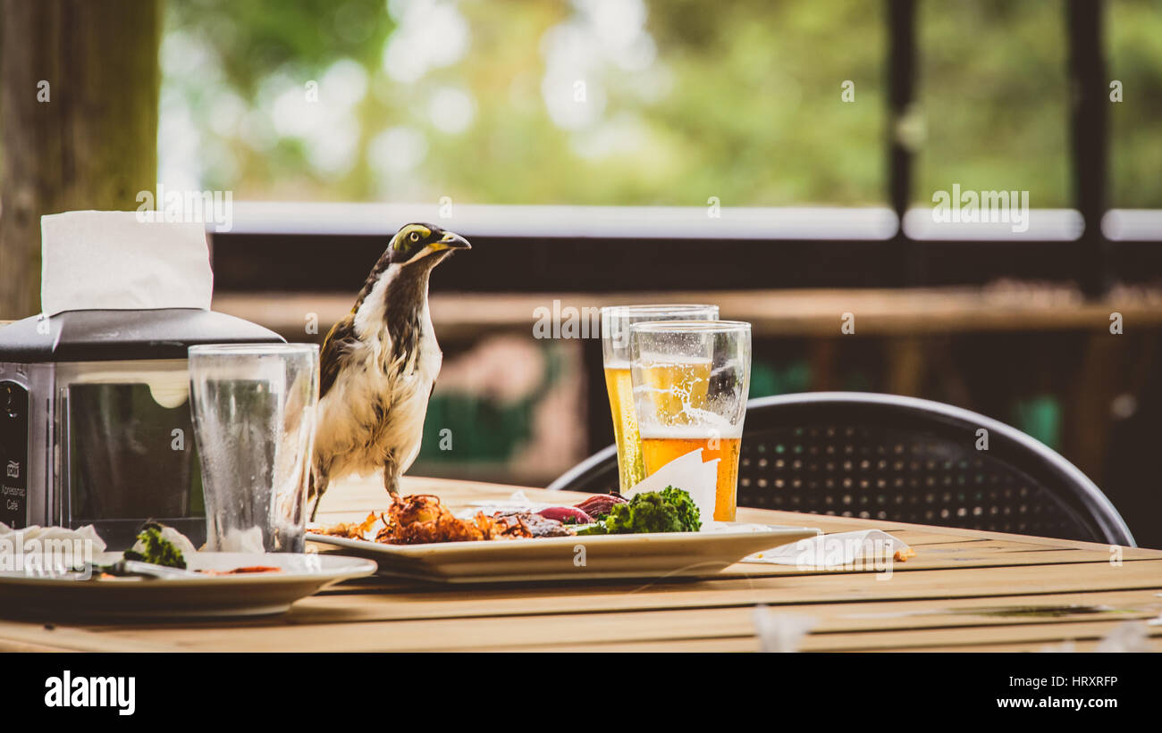 Common indian mynah hi-res stock photography and images - Alamy