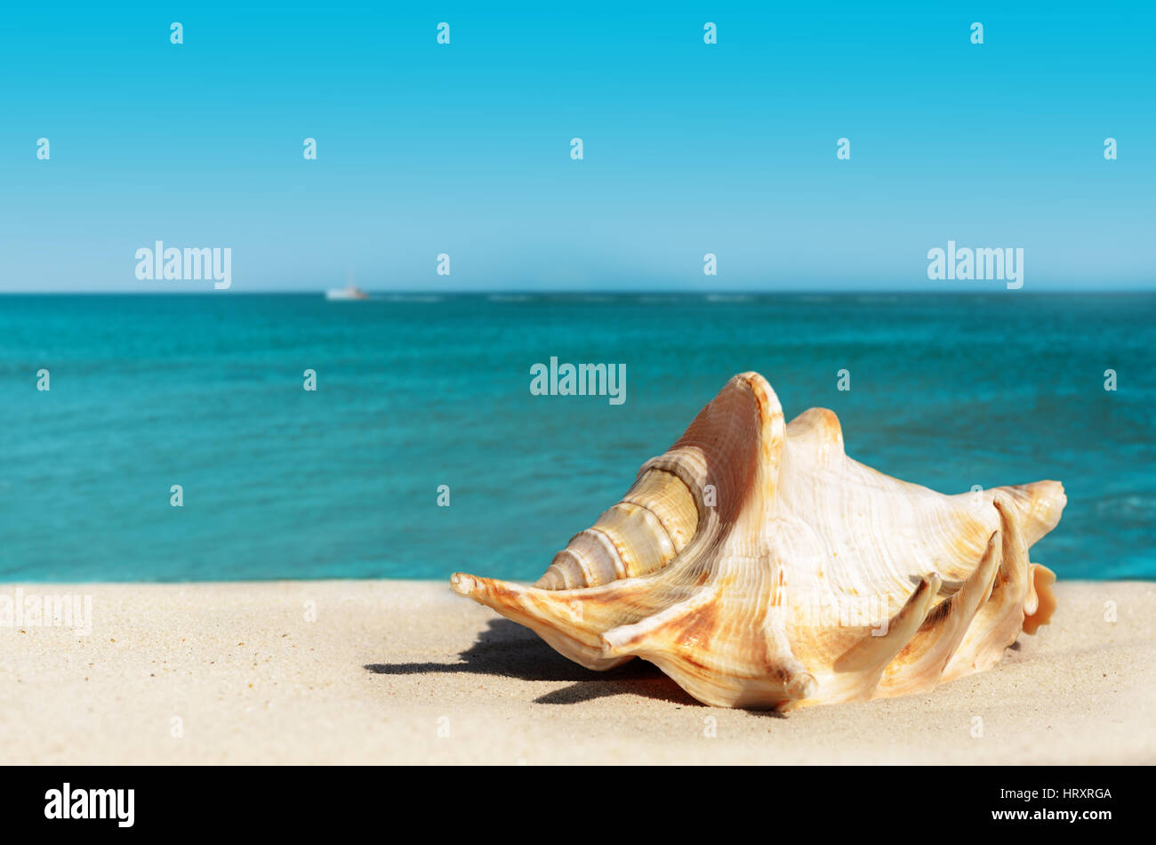Sea shell on sandy beach Stock Photo - Alamy