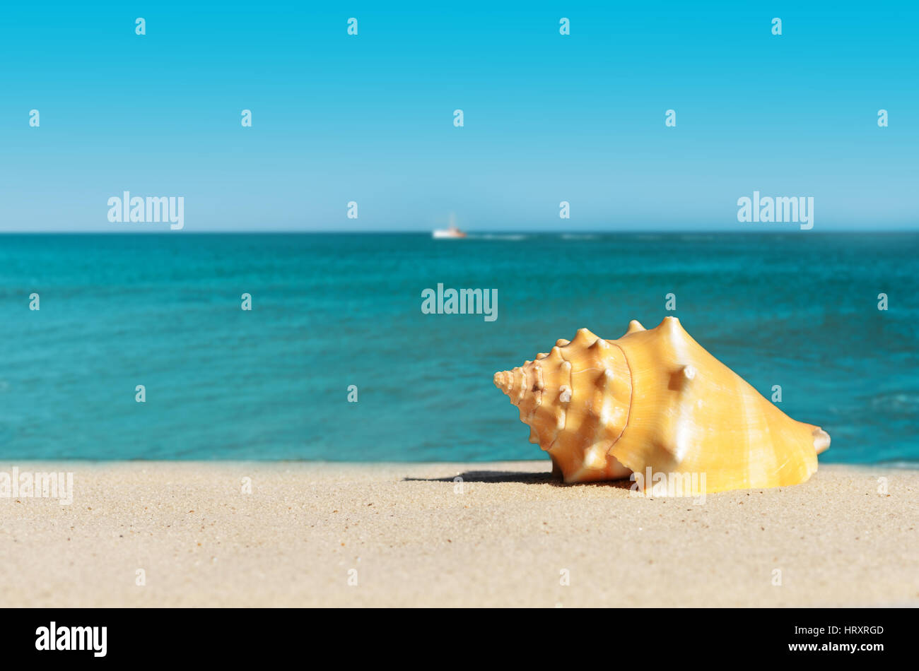 Shell on sandy beach hi-res stock photography and images - Alamy