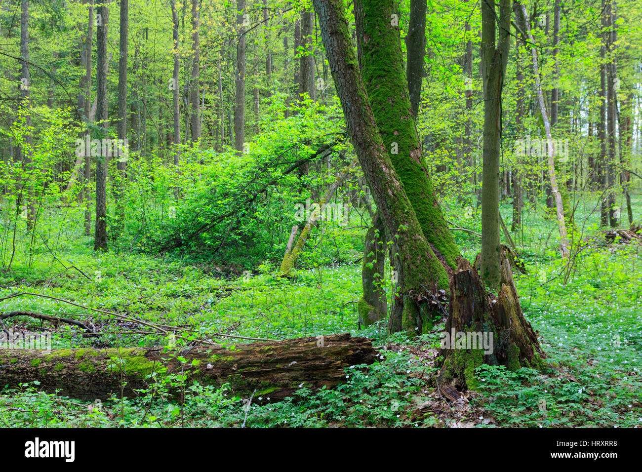 Old alder trees in spring with broken one in foreground, Bialowieza ...