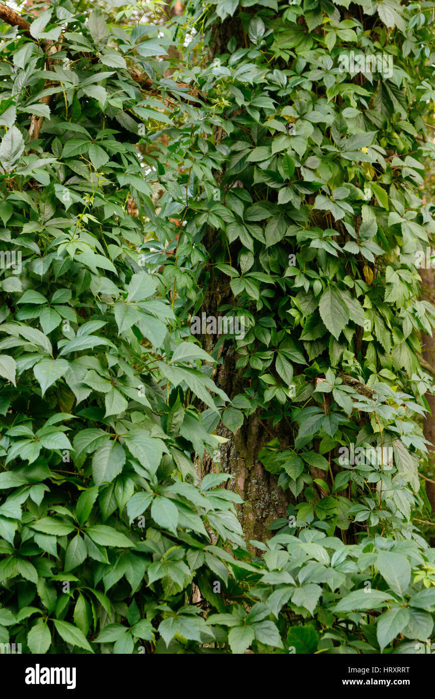 Virginia creeper hi-res stock photography and images - Alamy