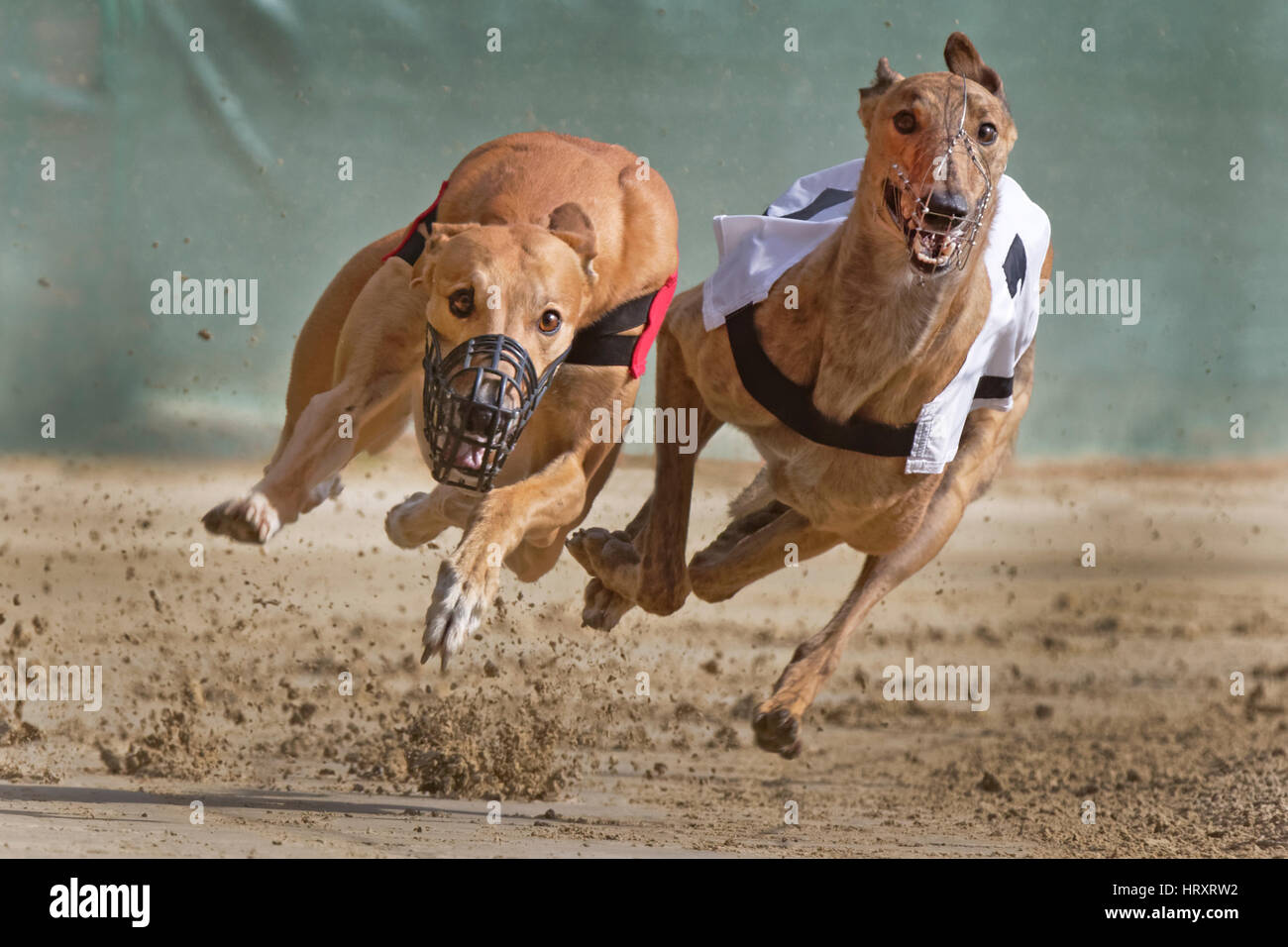 Em european championship hi-res stock photography and images - Alamy