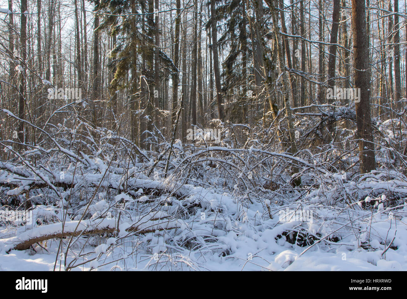 Snowfall after deciduous stand in morning with snow wrapped spruce ...