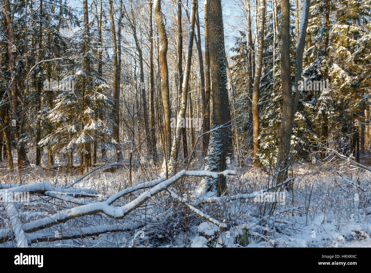 Snowfall after deciduous stand in morning with snow wrapped spruce ...