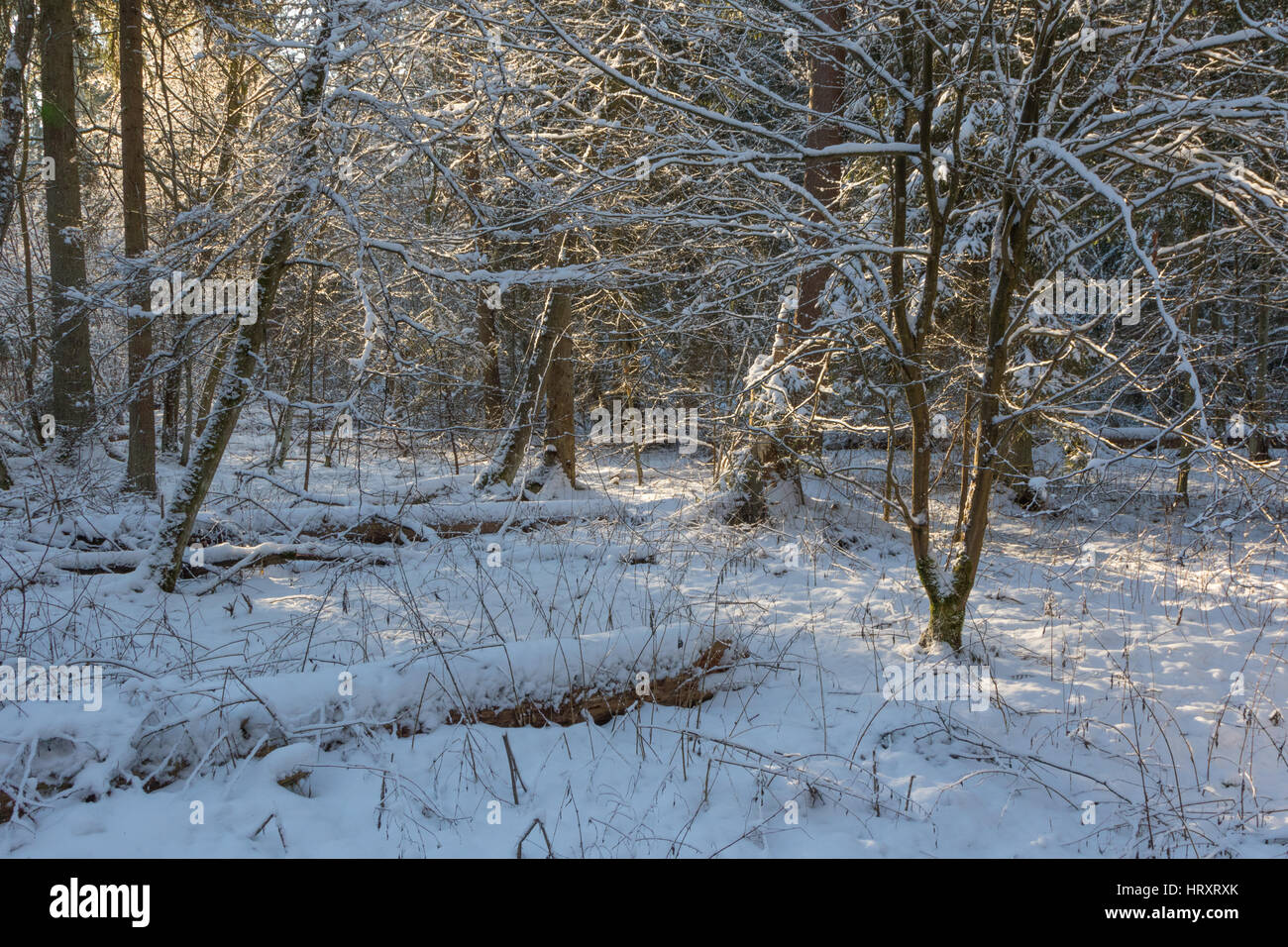 Snowfall after deciduous stand in morning with snow wrapped spruce ...