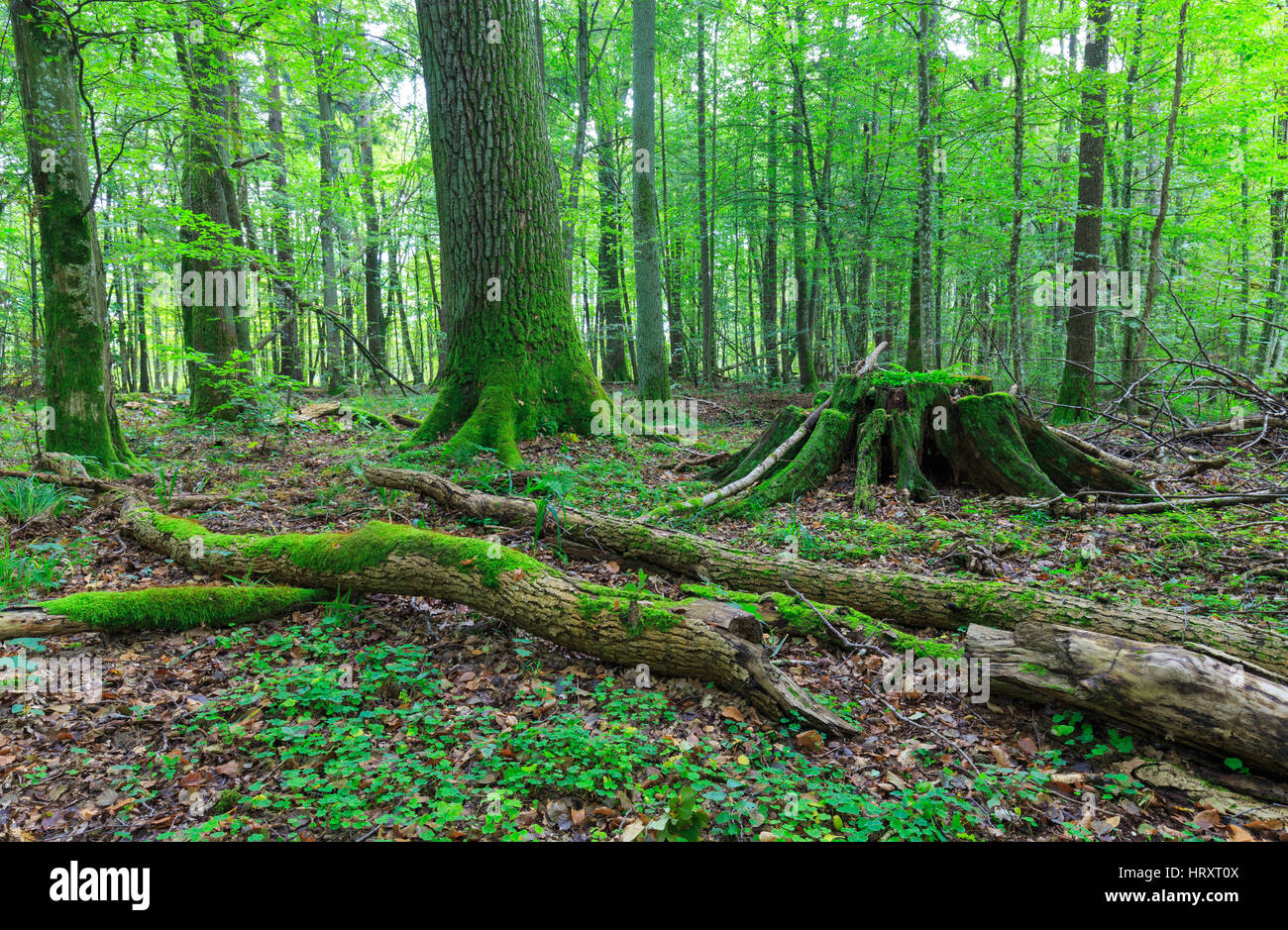 Old oak moss wrapped stump with old oak tree in background and parts of ...
