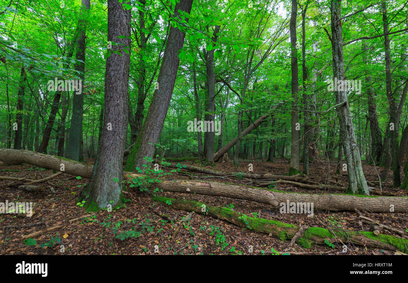 Alder carr woodland hi-res stock photography and images - Alamy