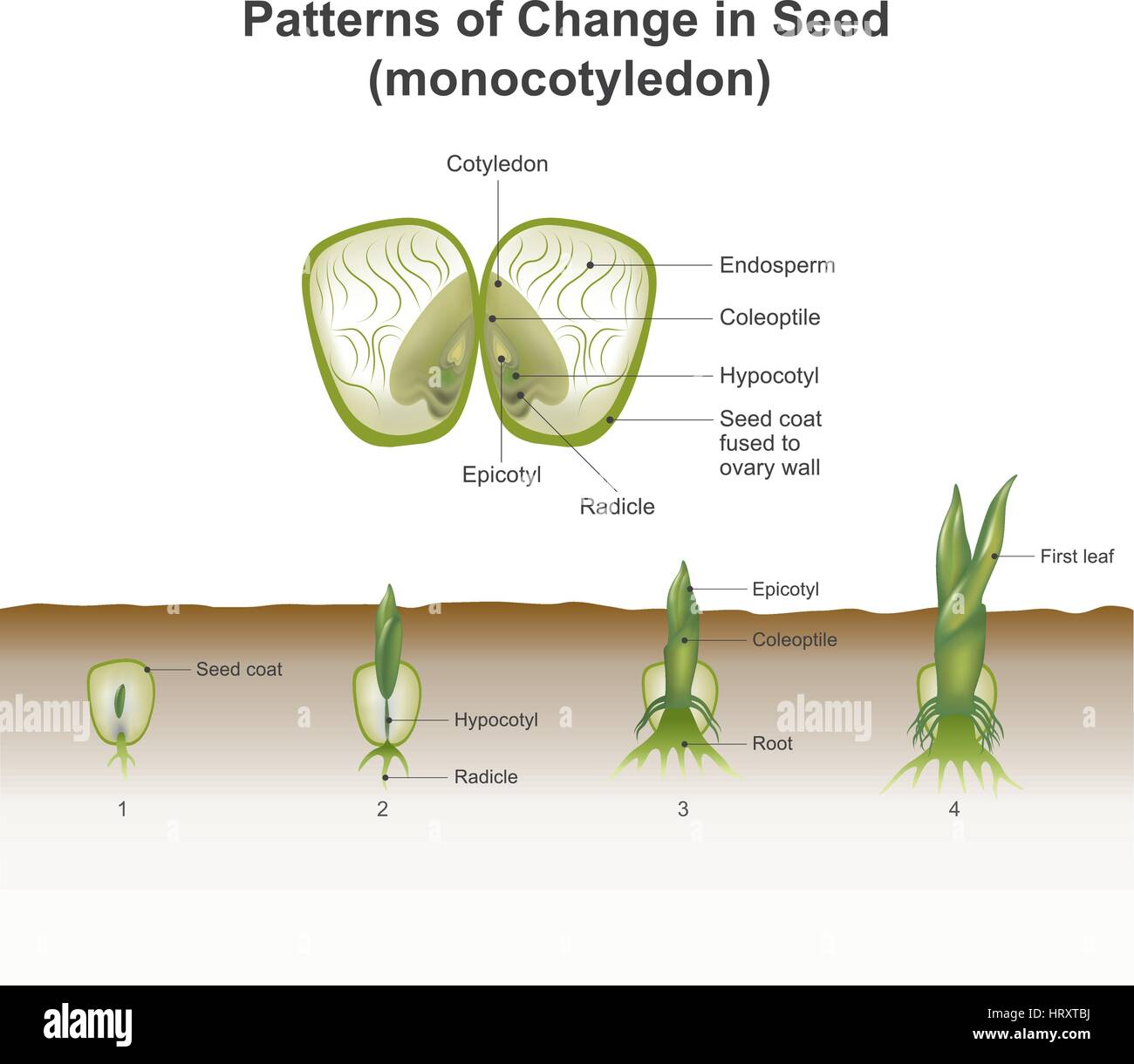 Monocot Germination Monocot Germination