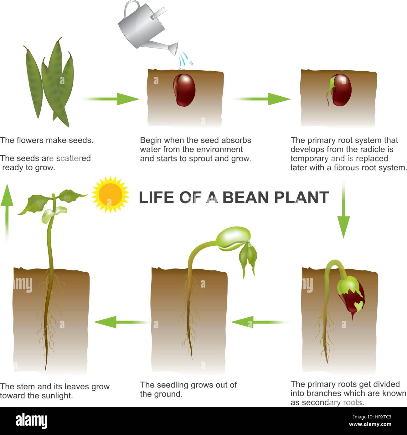 Cotyledon seed germination High Resolution Stock Photography and Images - Alamy