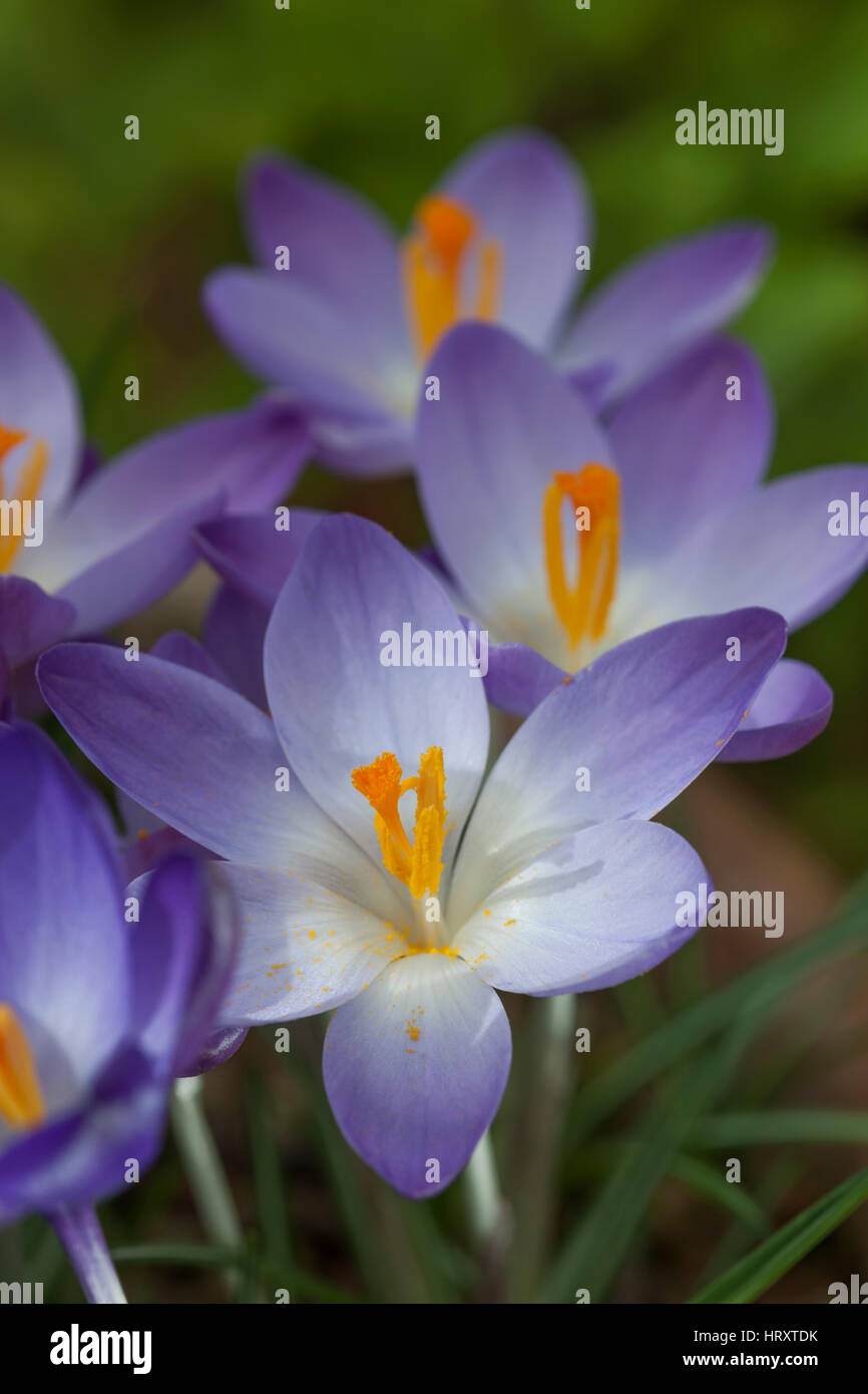 Dwarf crocus hi-res stock photography and images - Alamy