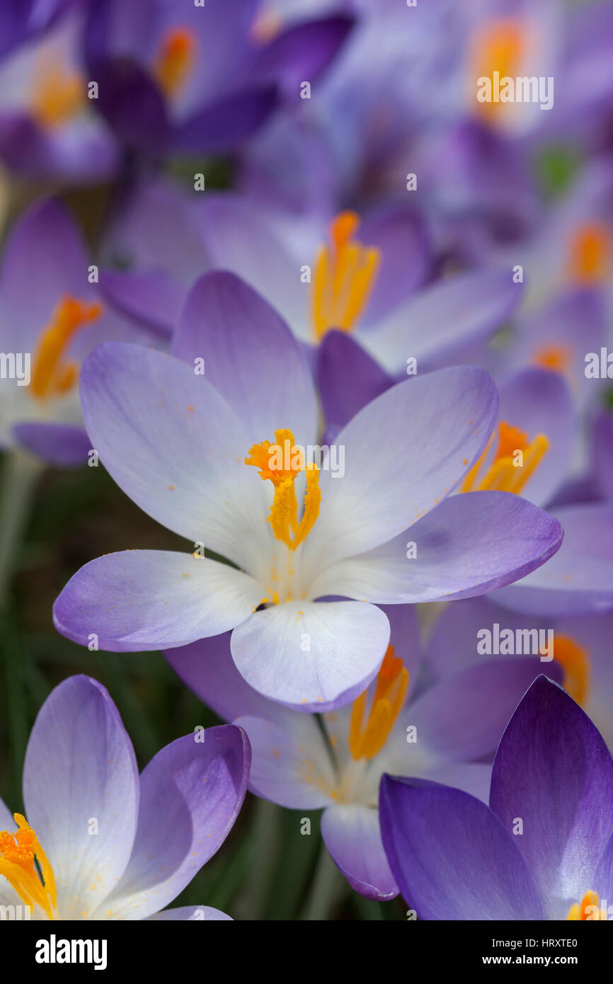 Dwarf crocus hi-res stock photography and images - Alamy