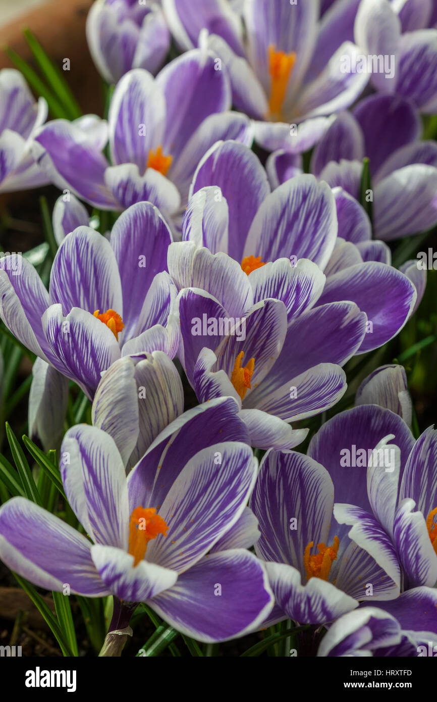 Dutch crocus plant hi-res stock photography and images - Alamy