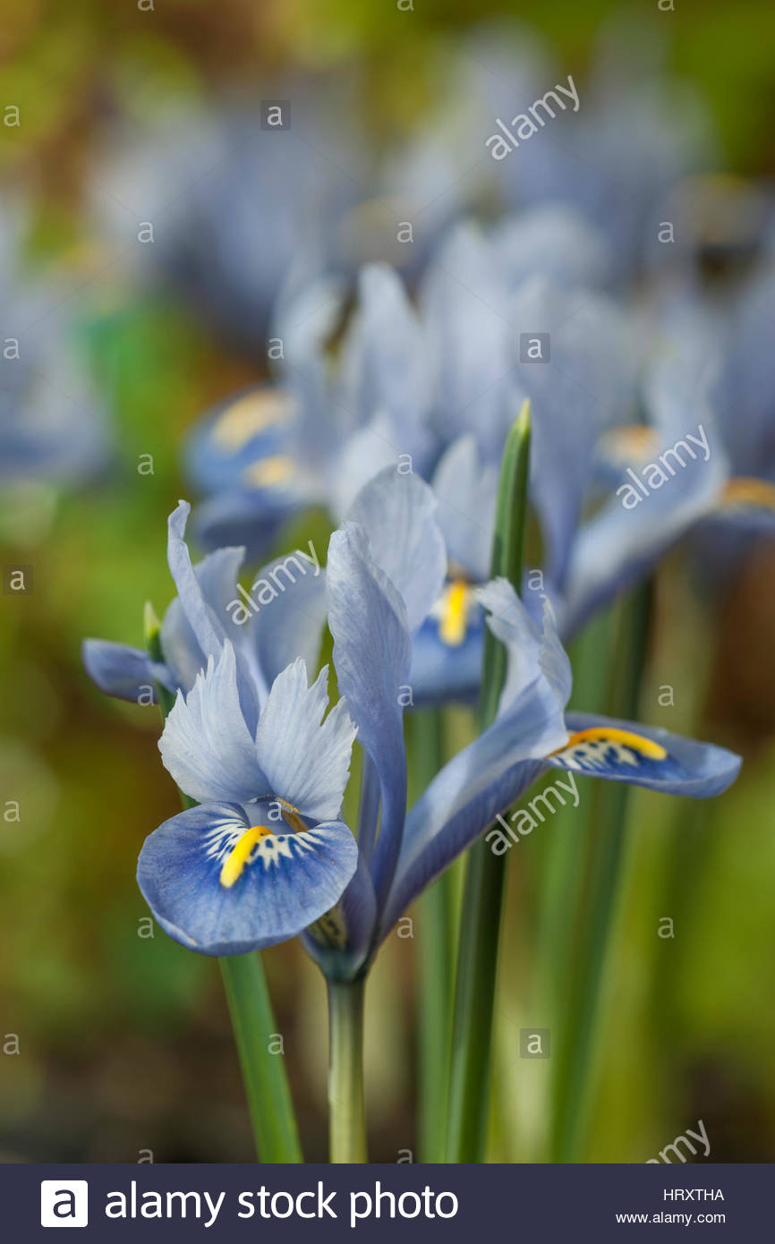 Iris Reticulata Stock Photos & Iris Reticulata Stock Images - Alamy