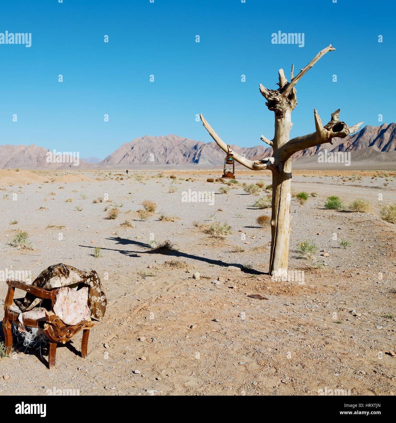 Dead tree in lut desert hi-res stock photography and images - Alamy