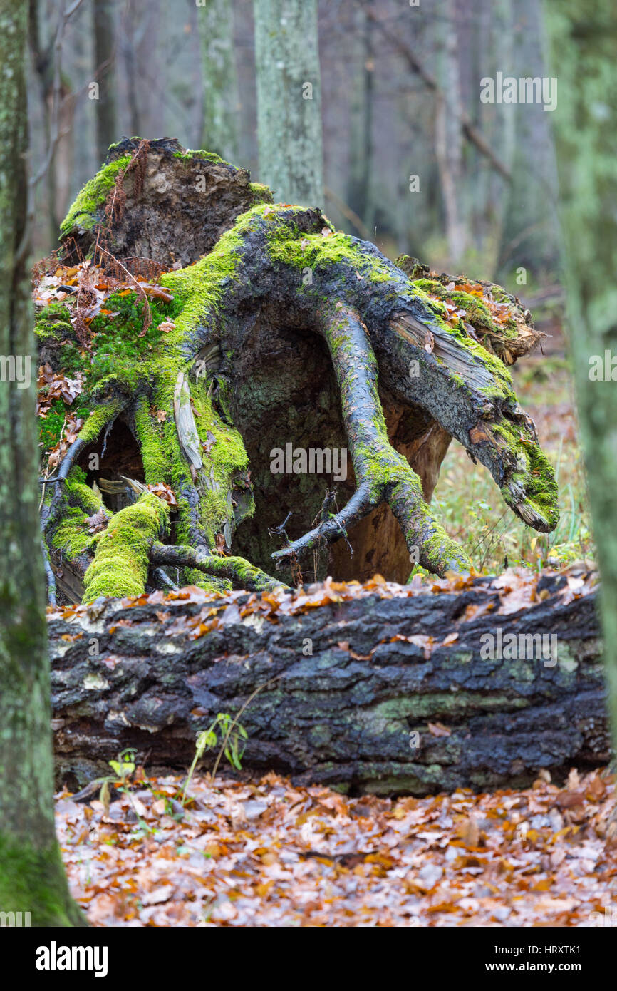 Wind broken old Pine Tree stump with visible roots in fall and broken ...