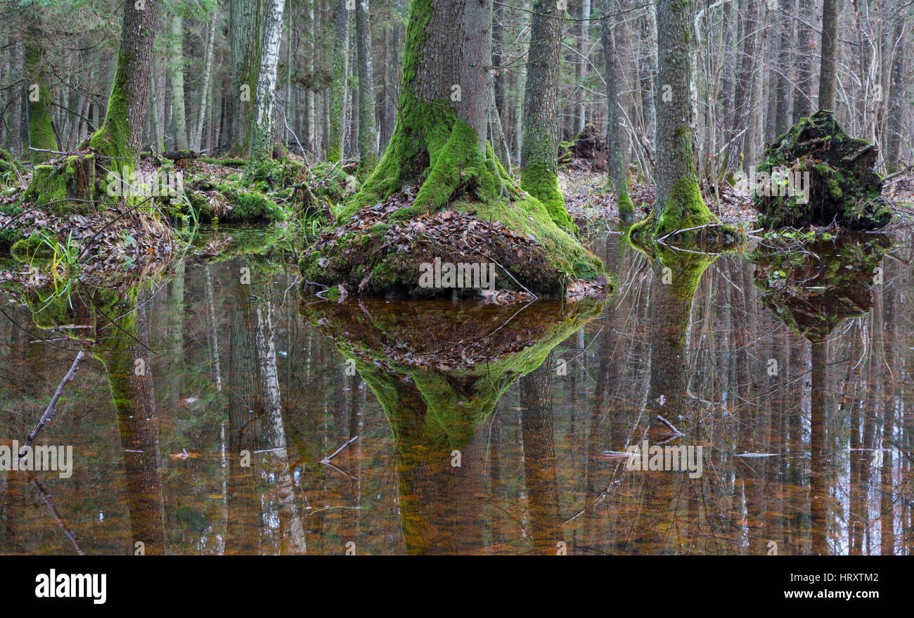 Old alder trees moss wrapped refleciting in water, springtime alder-bog ...
